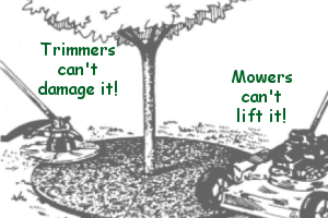 Eco-Rubber Tree Landscaping - Eco Smart