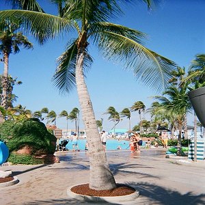 Eco-Rubber Tree Landscaping - Eco Smart